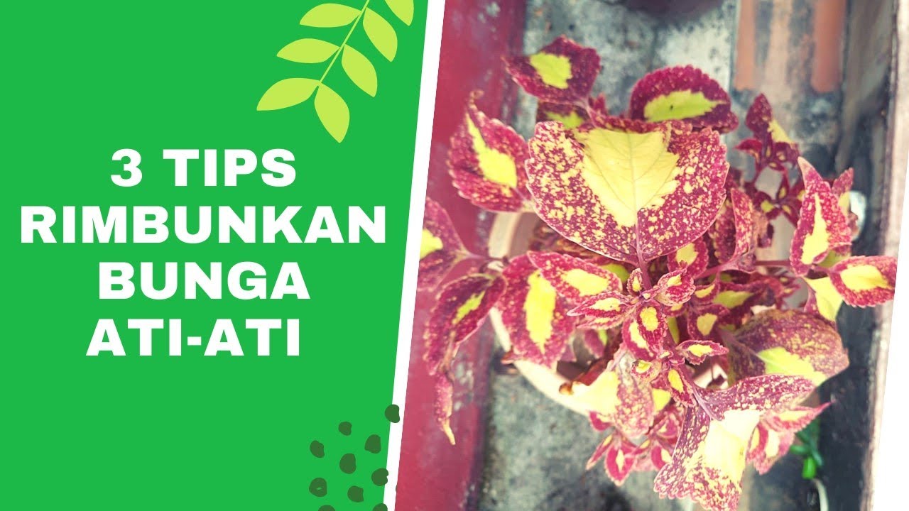 3 TIPS RIMBUNKAN BUNGA ATI-ATI. - YouTube