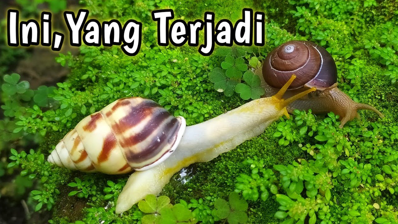Lihat! Seperti Ini Perilaku Siput Gepeng Dan Keong Pohon Jika Bertemu ...