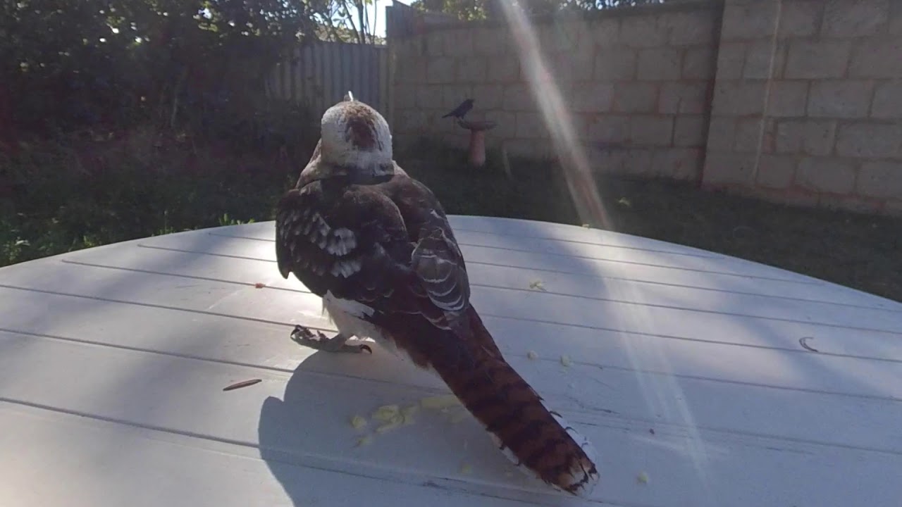 Insta360 ONE X Magpie Attacks Kookaburra - YouTube