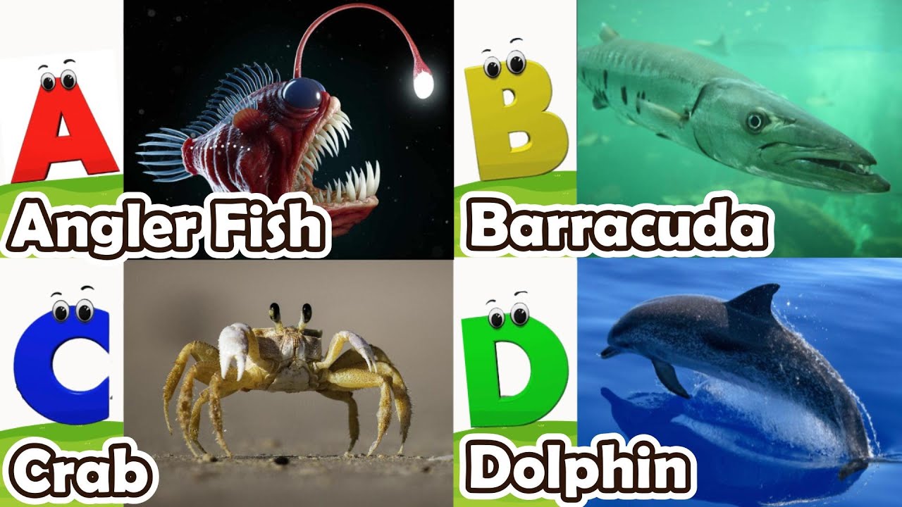 ABC Sea Animals song | Learn Alphabets | English and Animals for Kids ...