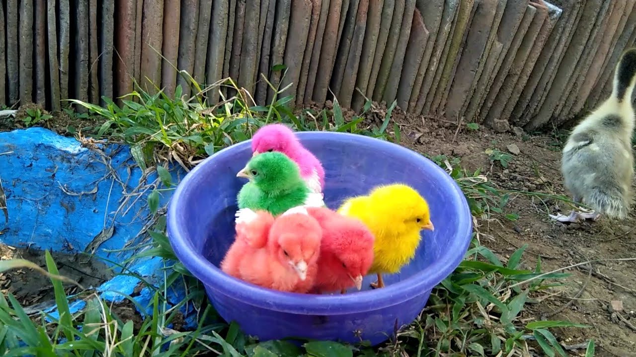 Menangkap Ayam Lucu Ayam Warna Warni Ayam Rainbow Bebek Angsa