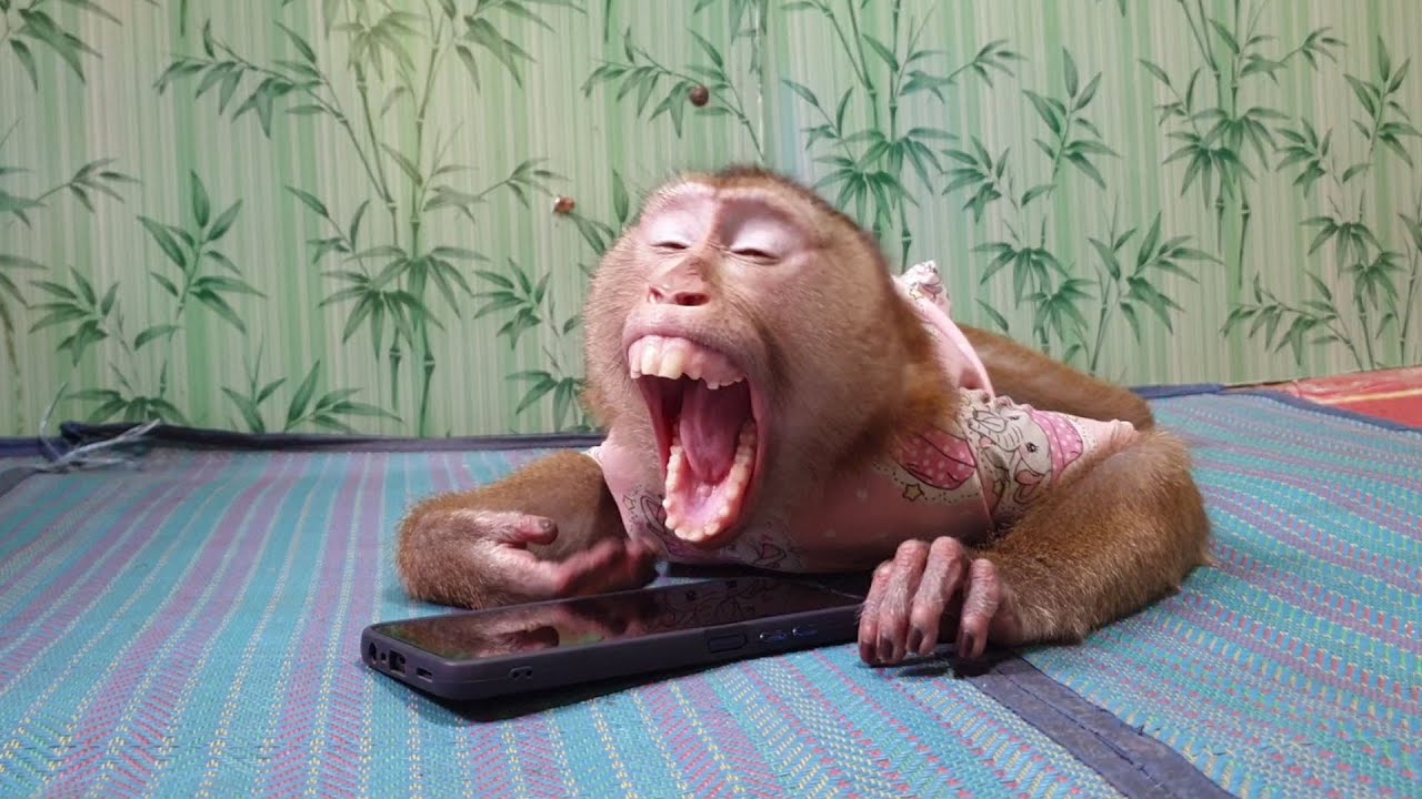 The daily life monkey Koko & Yoko family, How sweetie Koko playing with ...