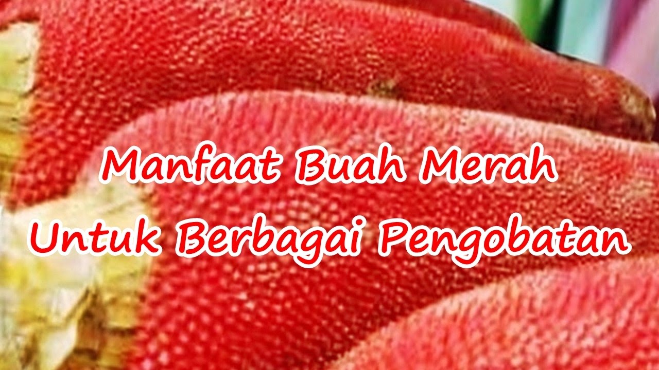 Manfaat Buah Merah Untuk Berbagai Pengobatan - YouTube