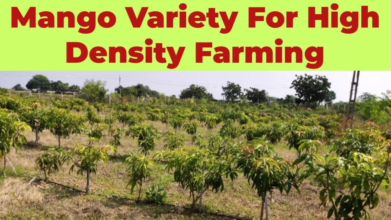 Selection Of Mango Variety For High Density Farming | उच्च घनत्व वाली ...
