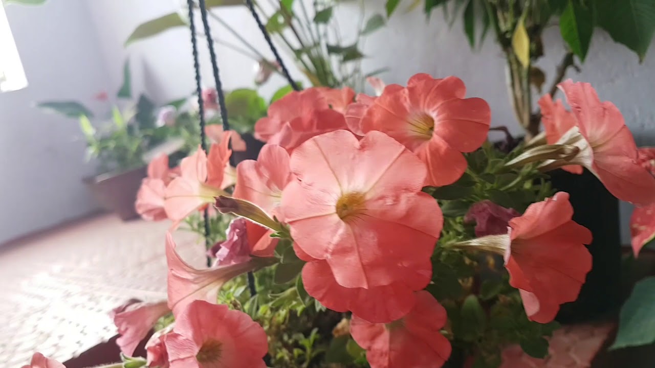 92.Supertunia/Calibrachoa - Ideal for hanging baskets - YouTube