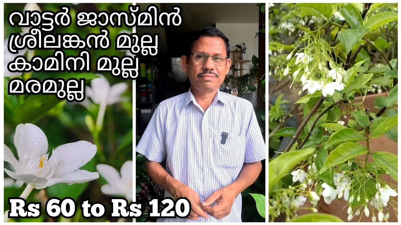 Water jasmine (wrightia religiosa), Srilankan jasmine, maramulla ...