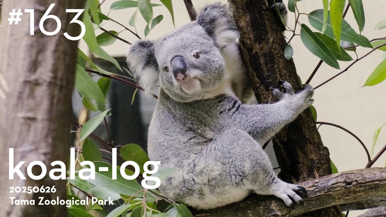 [koala-log] コアラログ #163 多摩動物公園 250626 🐨 - YouTube