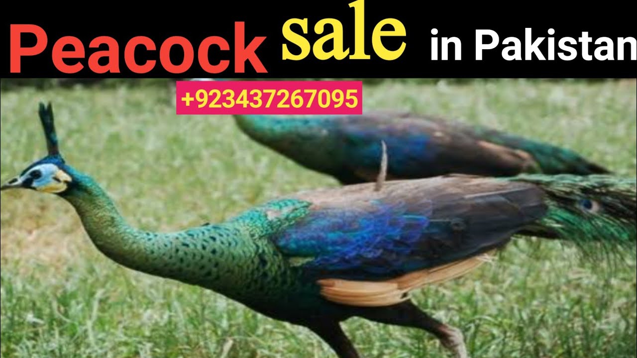 green java peacock for sale in Punjab | peacock chicks for sale in Pakistan - YouTube