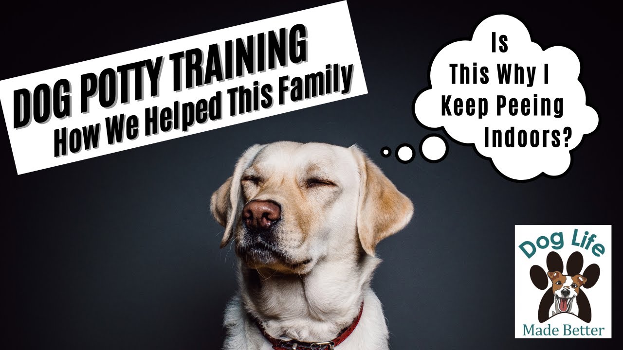 One Reason Your Dog is Not Potty Trained Yet - YouTube