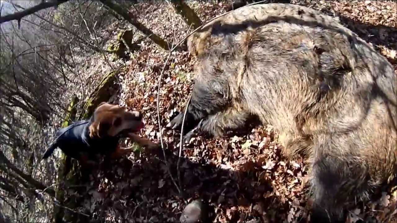 Wild boar shots 2017 Greece - YouTube