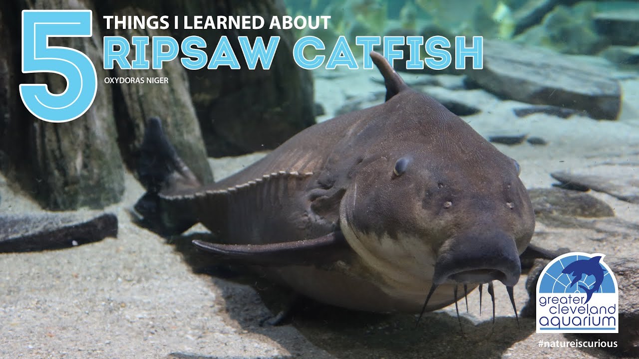What Is a Ripsaw Catfish? @CLEAquarium - YouTube