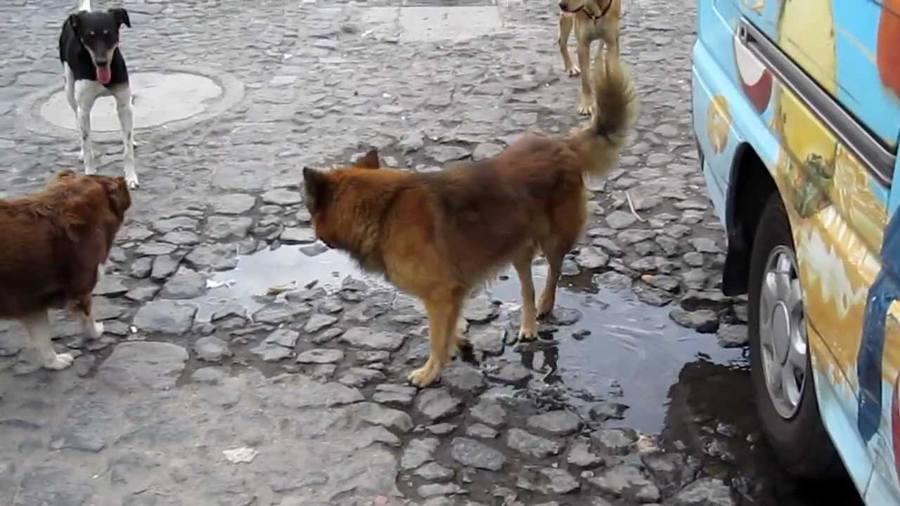 Dogs in Antigua, Guatemala - YouTube