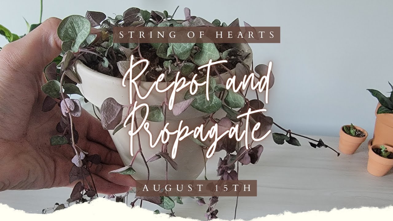 Easy String of Hearts care. How to easily repot and propagate a string ...