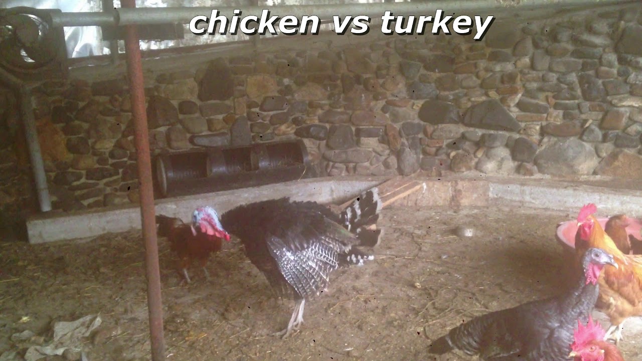 장닭 vs 칠면조 Chicken vs Turkey - YouTube