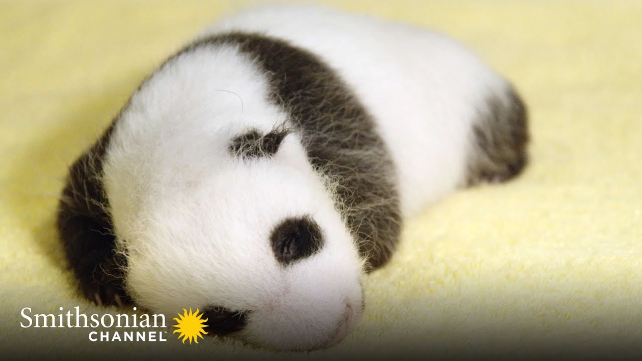 Panda Birth is Both a Source of Hope & Cuteness Overload 🥺 The Miracle ...