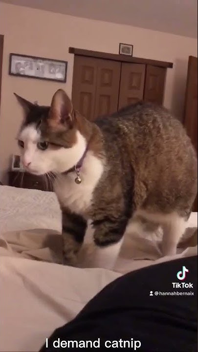 Cat wants catnip😡 - YouTube