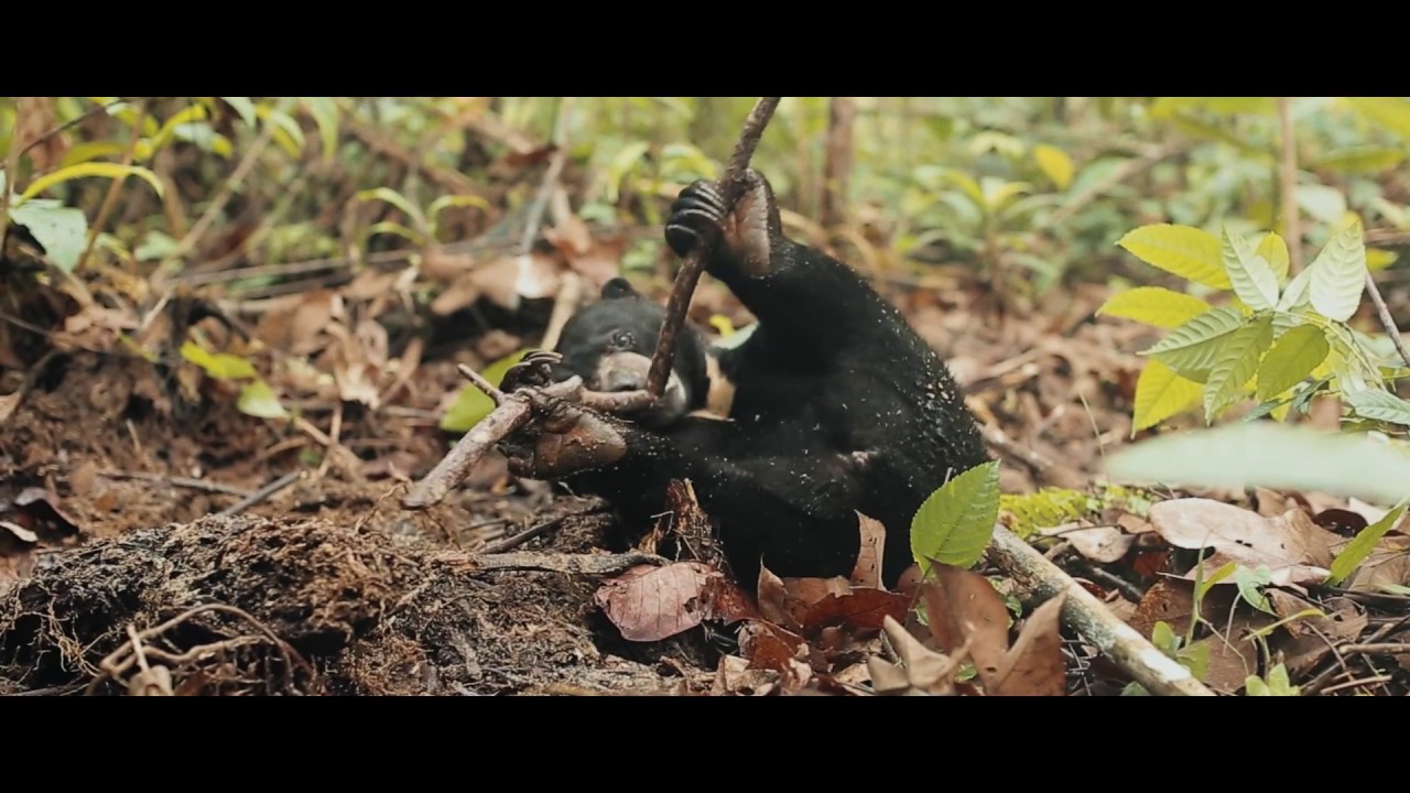 Sun Bear Rescue | See Why This Little Sun Bear's World Is a Scary Place ...