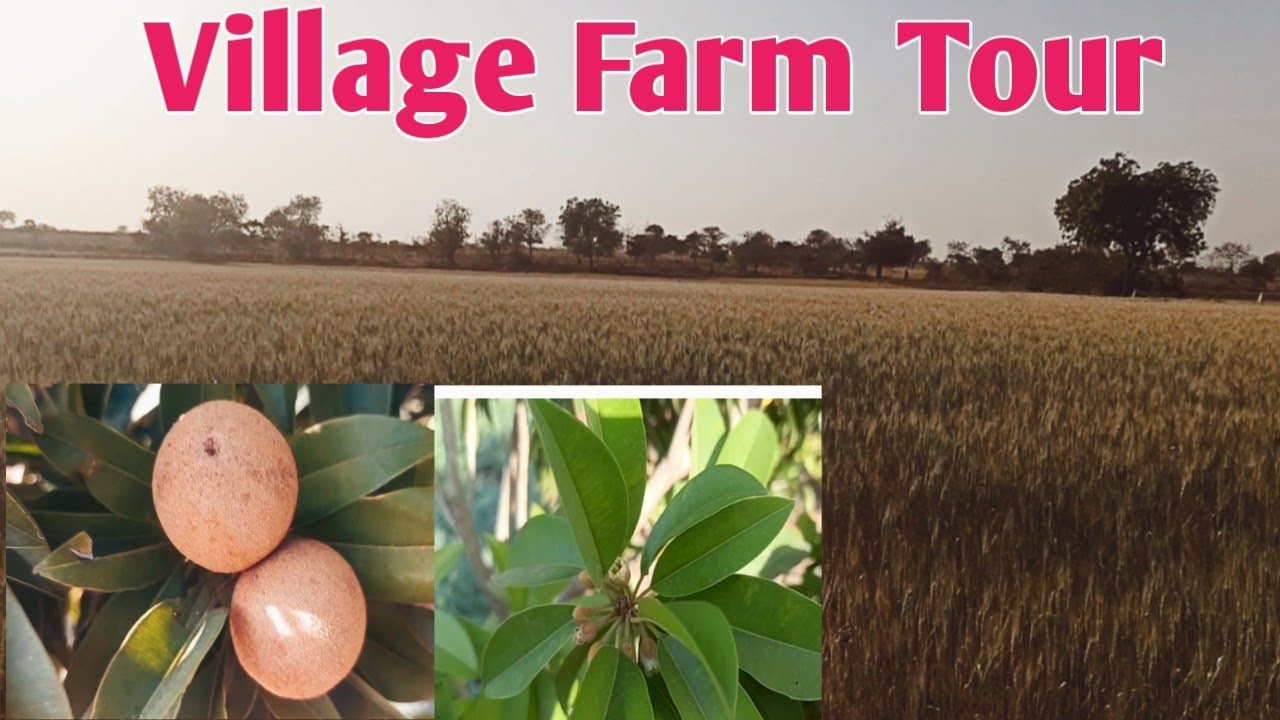 farm tour and harvesting l wonderful farming my village #agriculture l ...