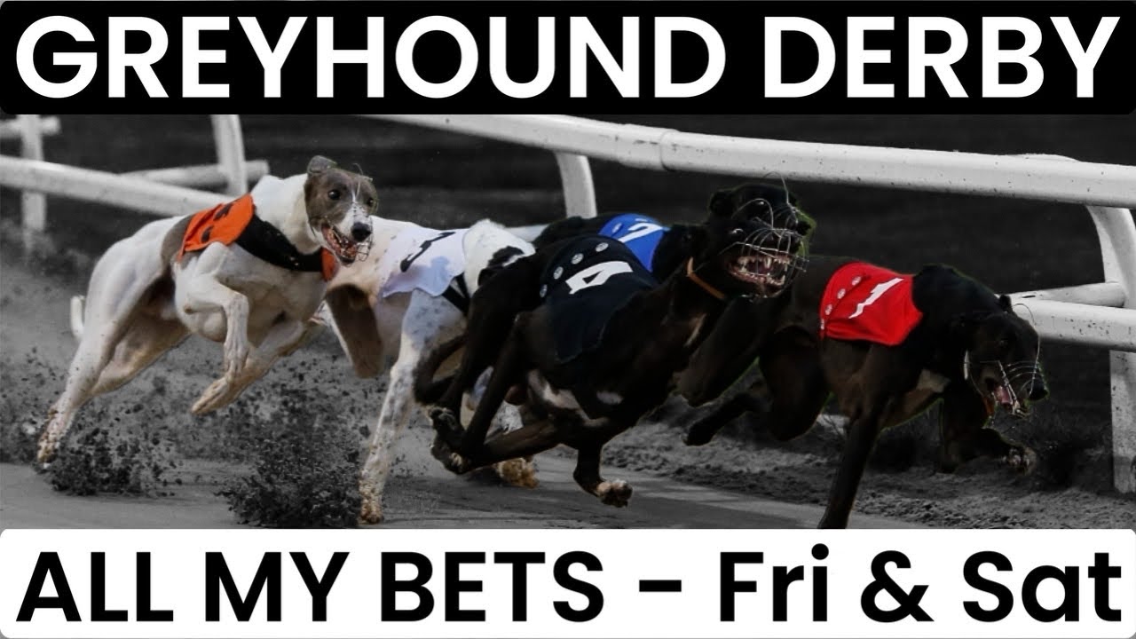Greyhound Derby Bets - Round 2 - YouTube
