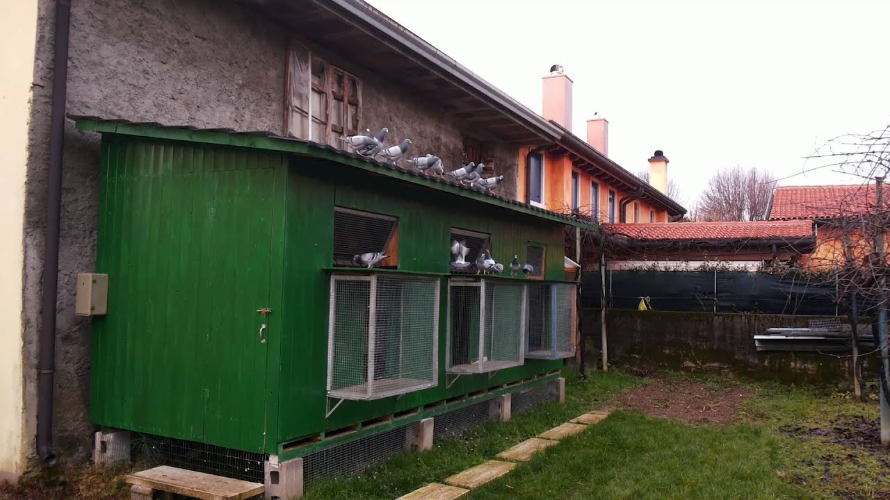 Loft Best pigeons - YouTube