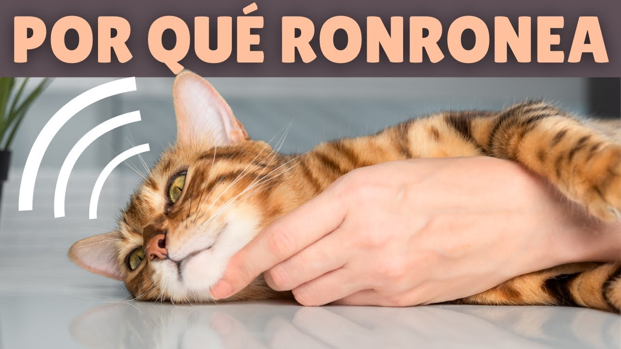 Por qué los gatos RONRONEAN ️ (y CÓMO LO HACEN) - YouTube