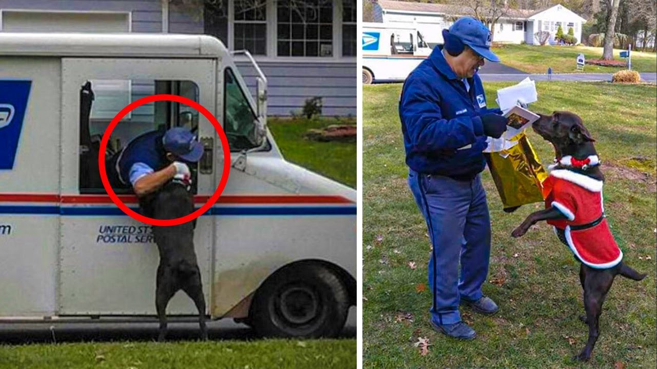 Chocolate Lab Falls In Love With Mailman, When Dad Realizes Why He ...