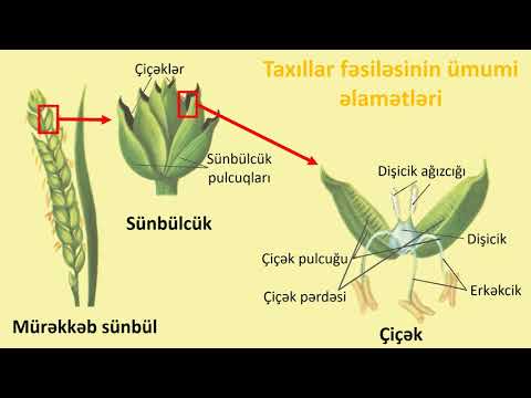 Biologiya 7-ci sinif 18. Birləpəlilər sinfi. Taxıllar və zanbaqlar fəsiləsi.