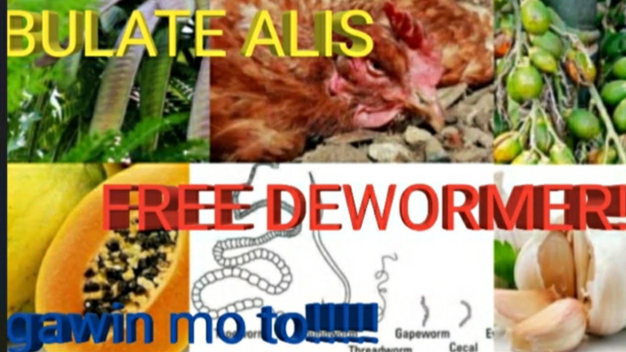 HALAMAN?PAMURGA SA MANOK? - YouTube