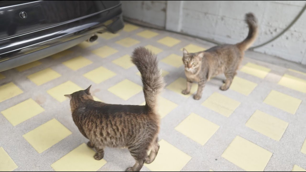 Sony A1 - MOMO and Bingzu - YouTube