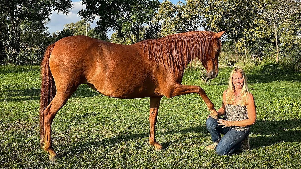 Asegura que NO HAY CABALLO TONTO, solamente PERSONAS que no deberían ...