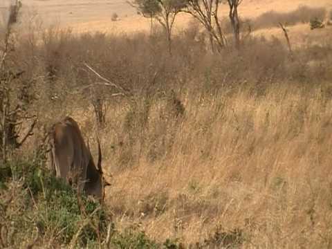 Eland Antelope - Masai Mara, Kenya - YouTube
