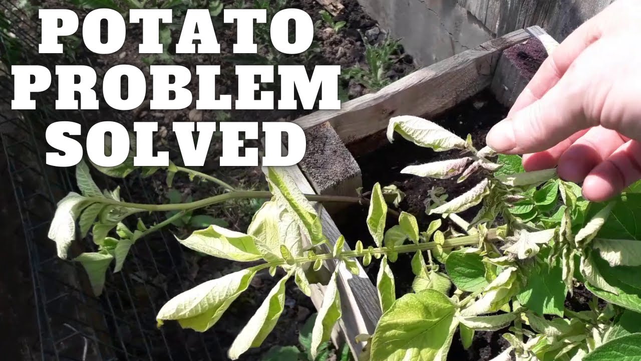 Potato Problem Solved [Gardening Allotment UK] [Grow Vegetables At Home ...