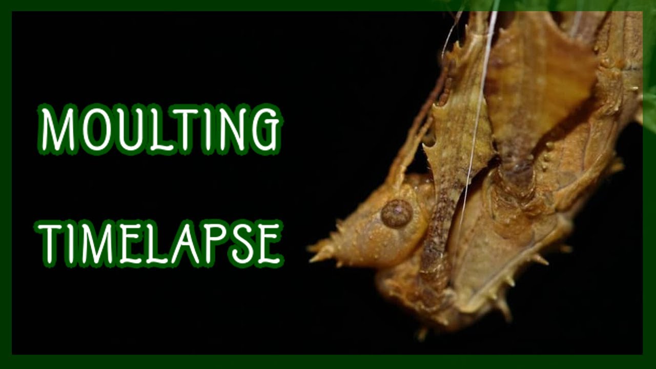 Timelapse of instar 3 female Extatosoma tiaratum moulting into instar 4 ...