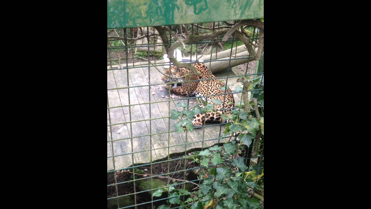 Crunch!! Jaguar Eats Bones - YouTube