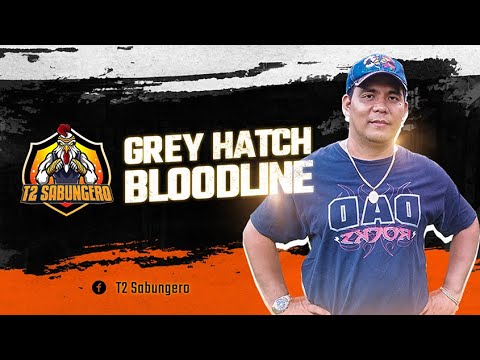 GREY HATCH BLOODLINE | T2 SABUNGERO - YouTube