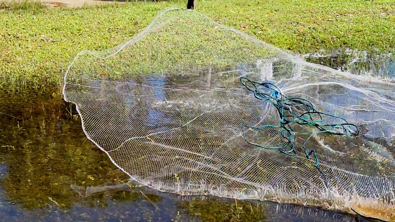 Catching Fishing Bait in a Puddle after Hurricane Milton - YouTube