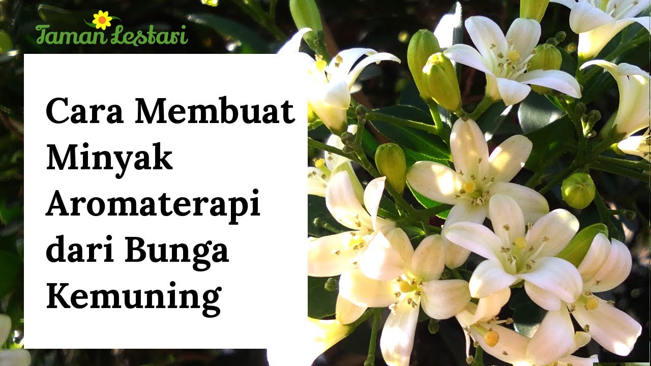 Membuat Minyak Infus dari Bunga Kemuning untuk Aromaterapi - YouTube