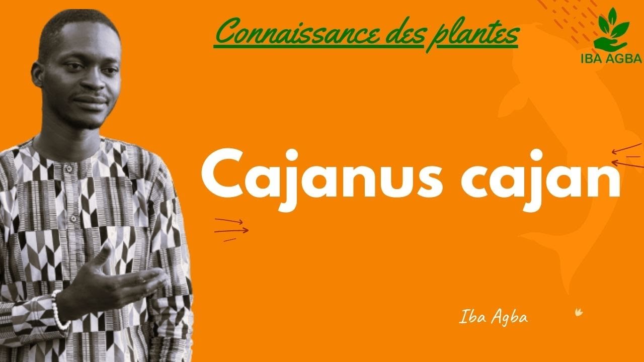 Connaissances des plantes « Cajanus cajan » - YouTube