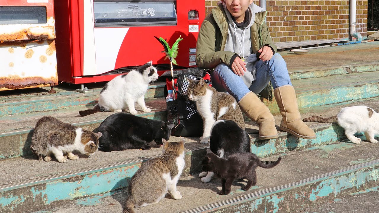 Hanging Out with Hundreds of Cats... On Cat Island! - YouTube
