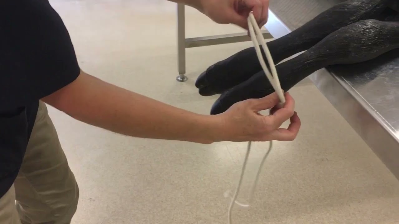 Use of Hog Tie and Tom Fool Knot to restrain an animal. - YouTube