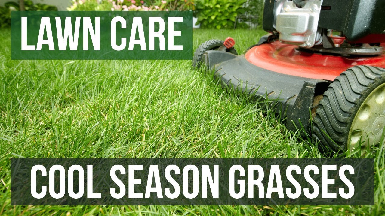 Cool Season Grasses: A Lawn Care Guide - YouTube