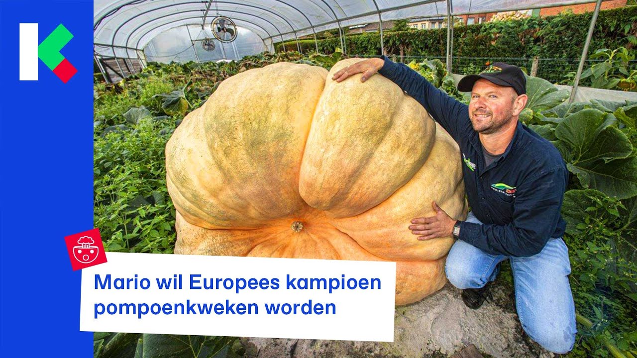 een pompoen van duizend kilo, hoe kweek je dat? - YouTube