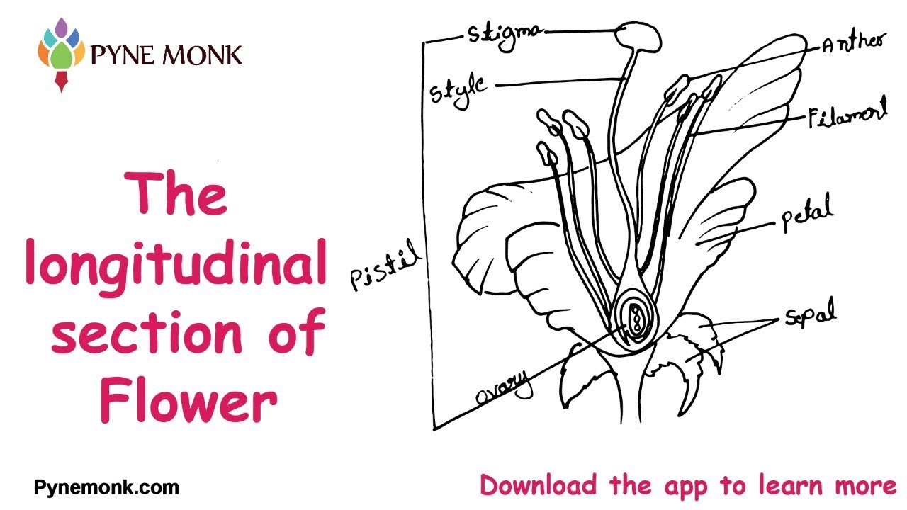 How to draw Science diagrams|longitudinal section of flower|easy step ...