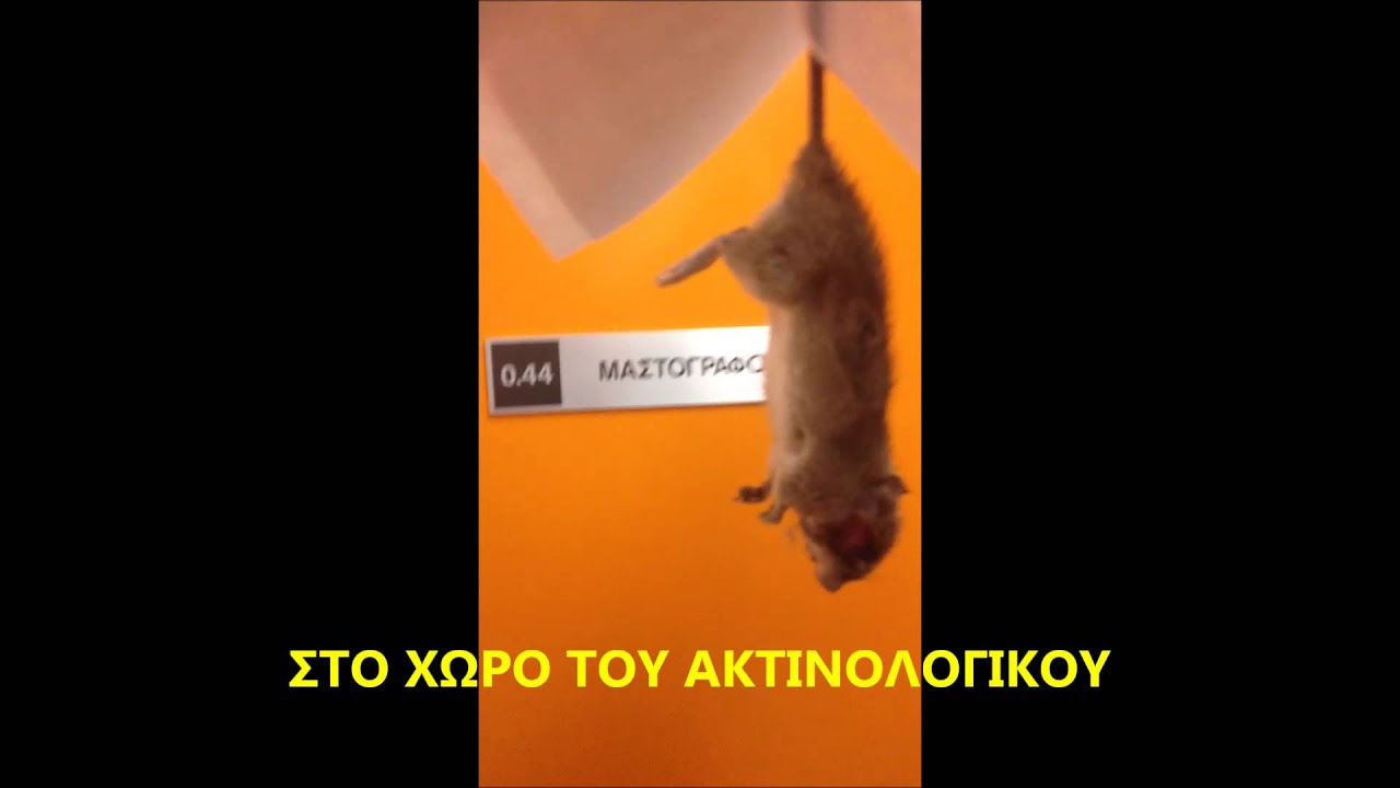 ΠΟΝΤΙΚΙΑ ΣΤΟ ΚΕΝΤΡΟ ΥΓΕΙΑΣ ΝΑΞΟΥ - YouTube