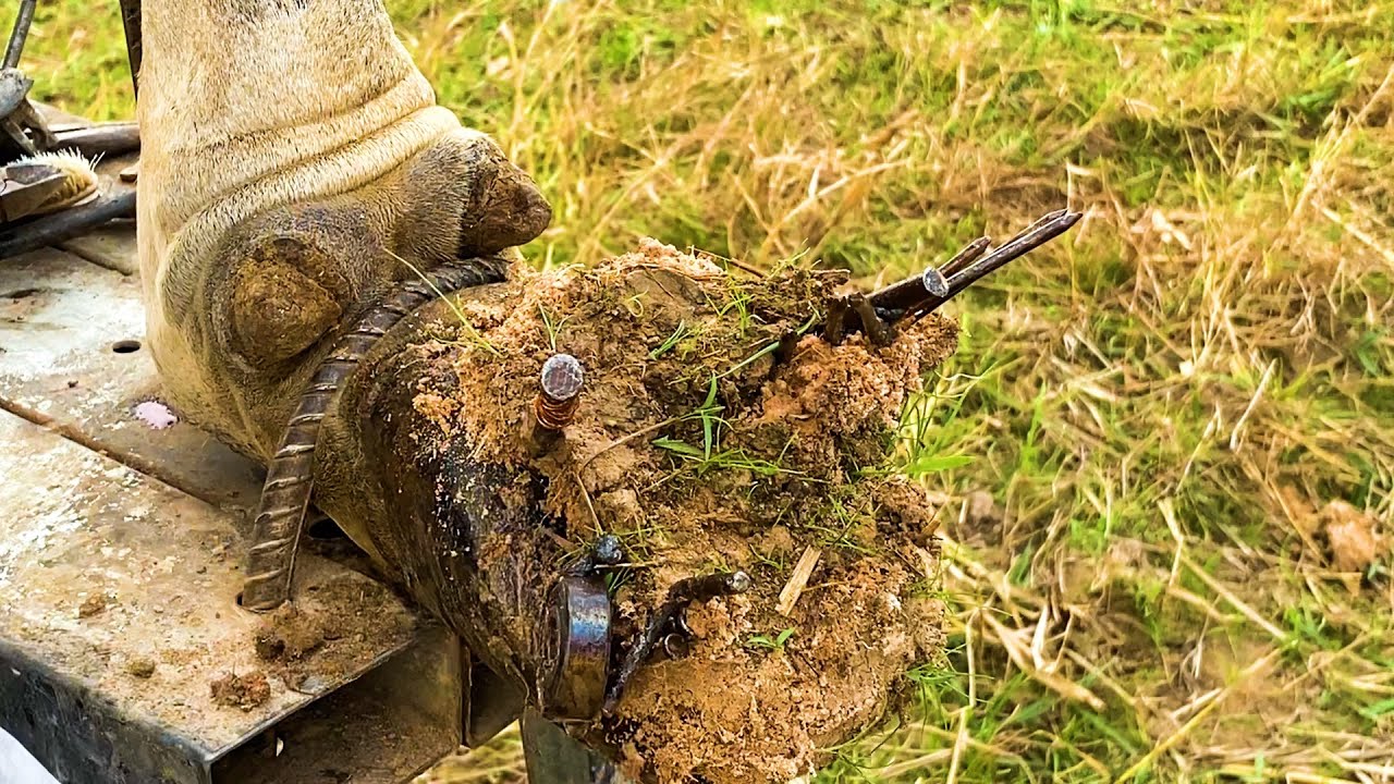 EP 167 | Technique for assisting a cow with hoof stuck in iron: remove ...