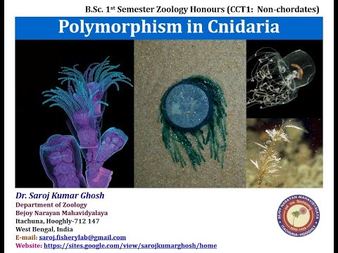 Polymorphism in Cnidaria - YouTube