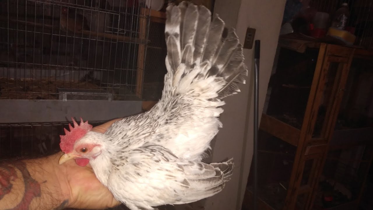 Gallitos Aztecas Estas en La Cuadra de Iturbide - Criadero Kikiriki ...