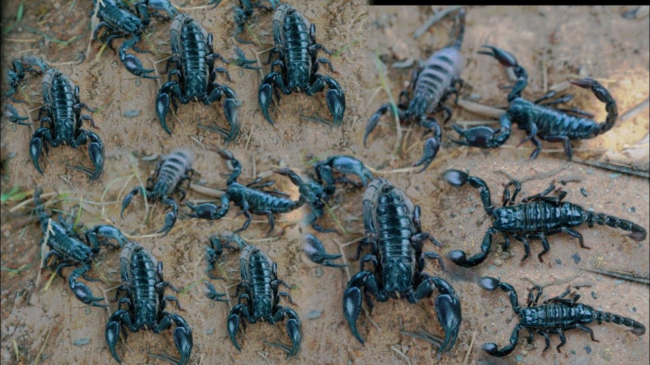 The scorpion lives under a dead tree trunk or rot looks very large ...