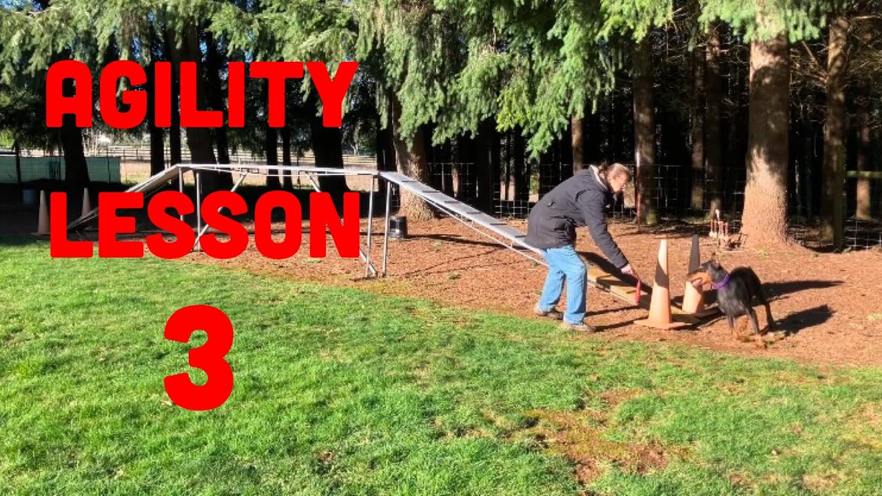Foundation Dog Agility Third Lesson - YouTube