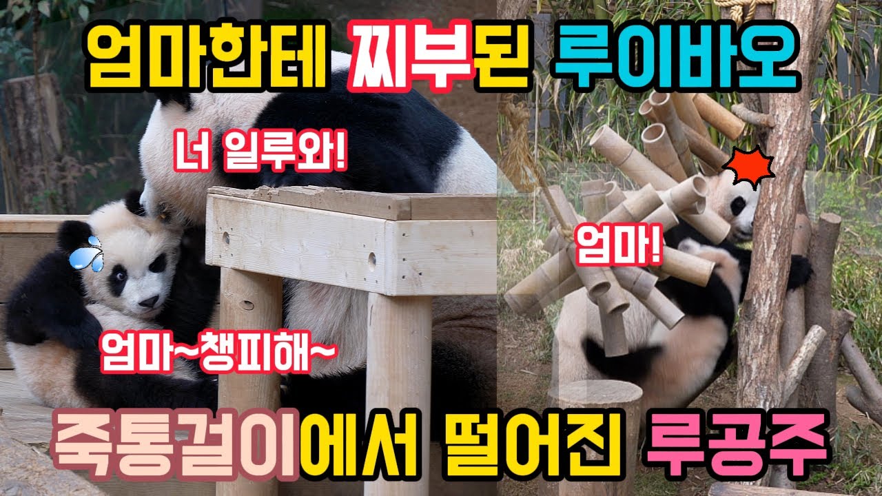 죽통걸이에서 루이바오가 떨어 졌어요😱엄마 아이바오의 격한 사랑으로 스타일이 구겨지고 찌부가 된 루공주🐼윤동주시인의 서시를 읊조리는 러바오😍푸바오러바오아이바오루이바오
